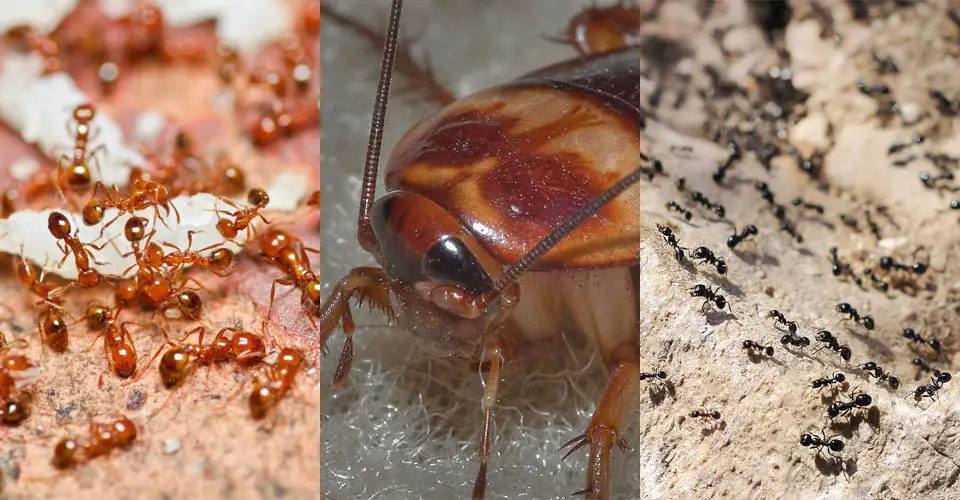 QureIt - Crawling Insects